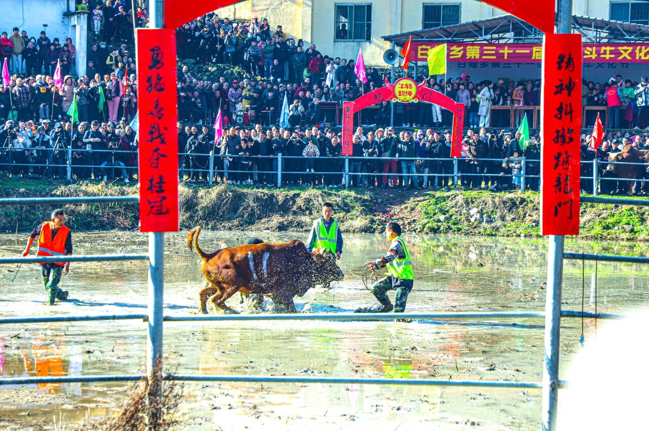 浙江党建网- 农闲季看斗牛