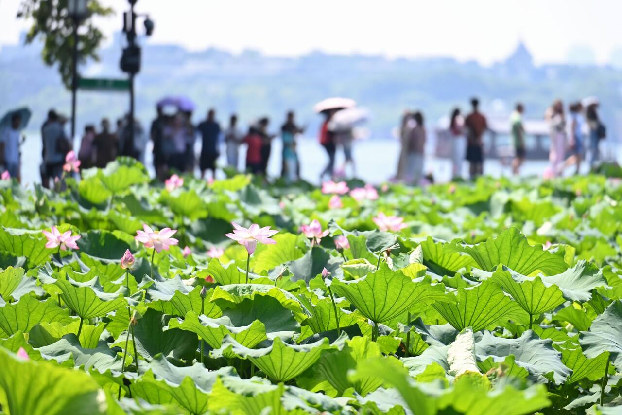 浙江党建网- 映日荷花别样红